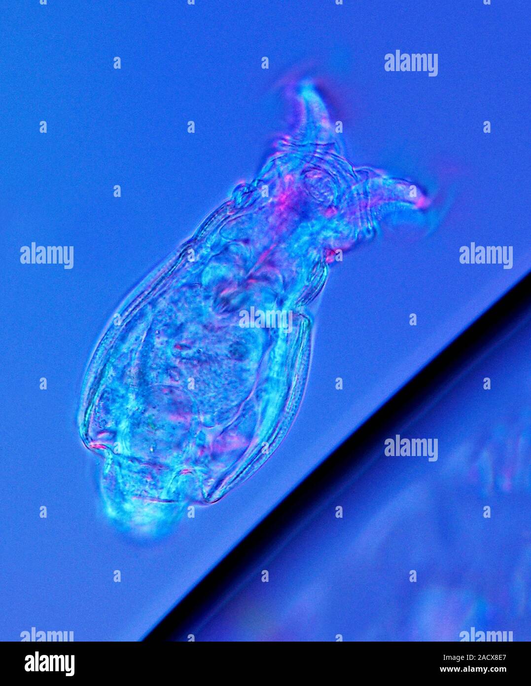 Polarised light micrograph of a Macrotrachela rotifer. Also called ...