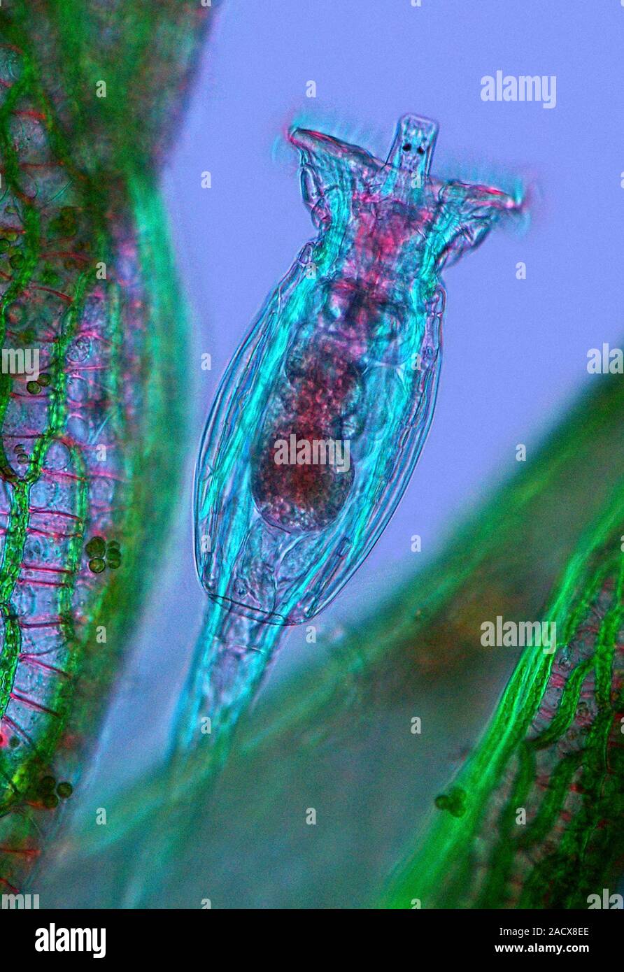 Polarised light micrograph of a rotifer (phylum Rotifera). Also called ...