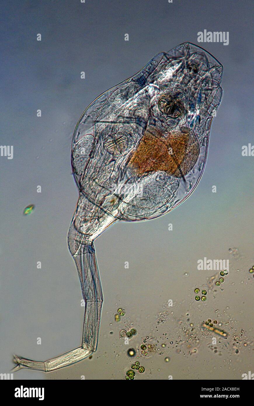 Polarised light micrograph of a rotifer (phylum Rotifera) containing an ...