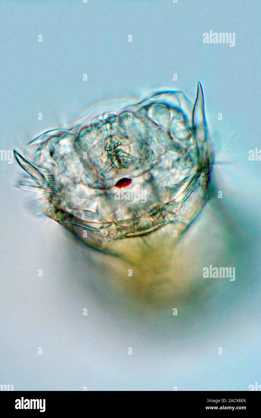 Bright field light micrograph of a Keratella sp. rotifer. It is a ...