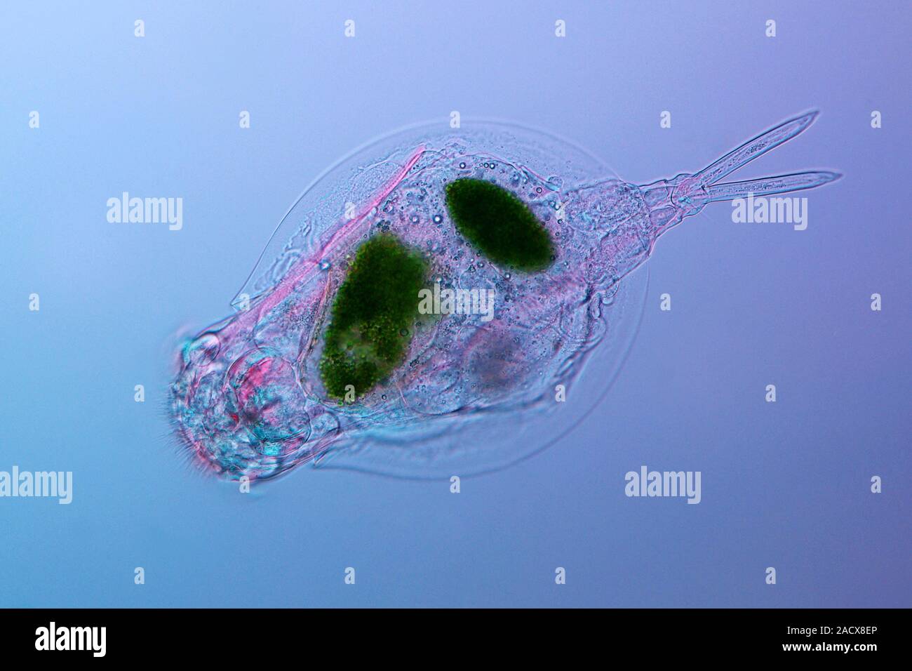 Bright field light micrograph of a Lecane sp. rotifer. Also called ...