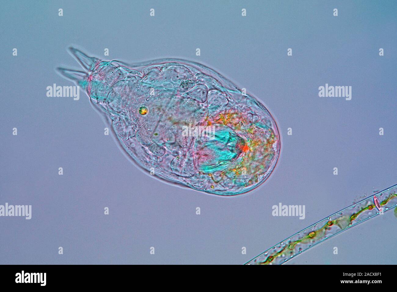 Polarised light micrograph of a Notommata tripus rotifer. Commonly ...