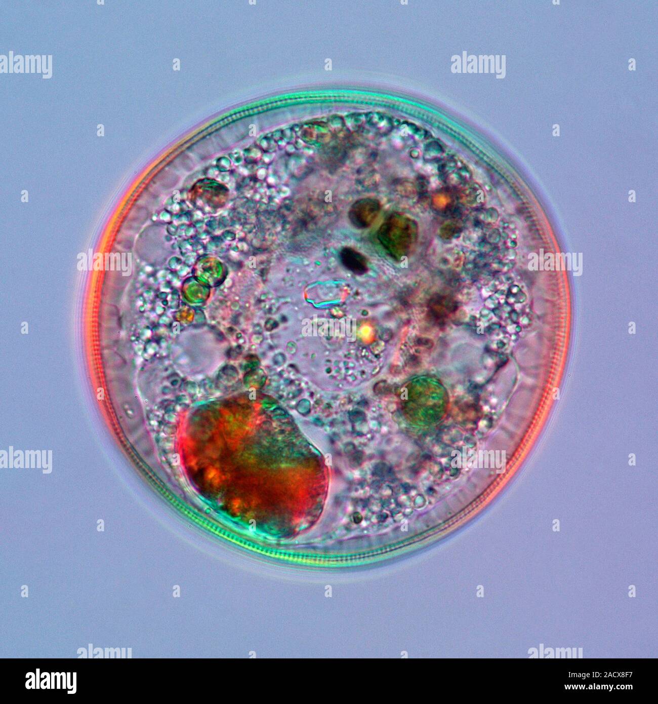 Shelled amoeba. Polarised micrograph of the testate (shelled) amoeba ...