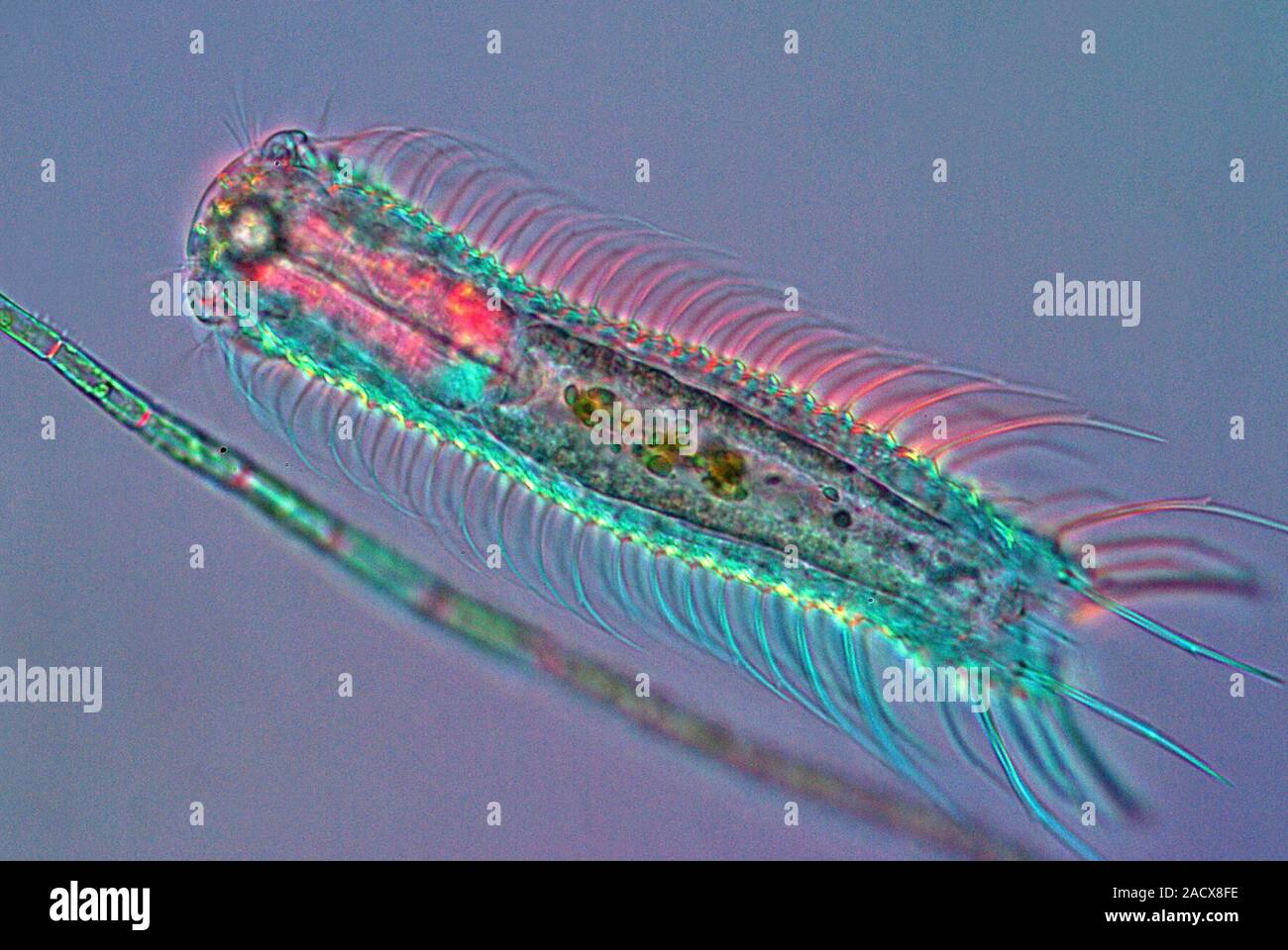 Polarised light micrograph of a Gastrotrich. Commonly known as ...