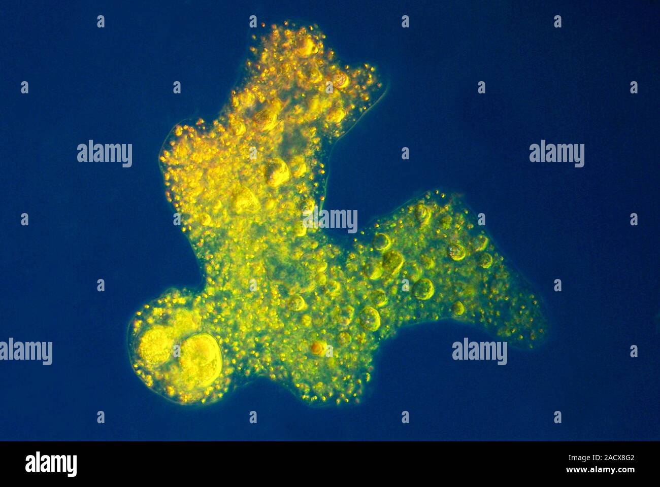 Polarised light micrograph of an Amoeba sp. protozoan. Known for their ...