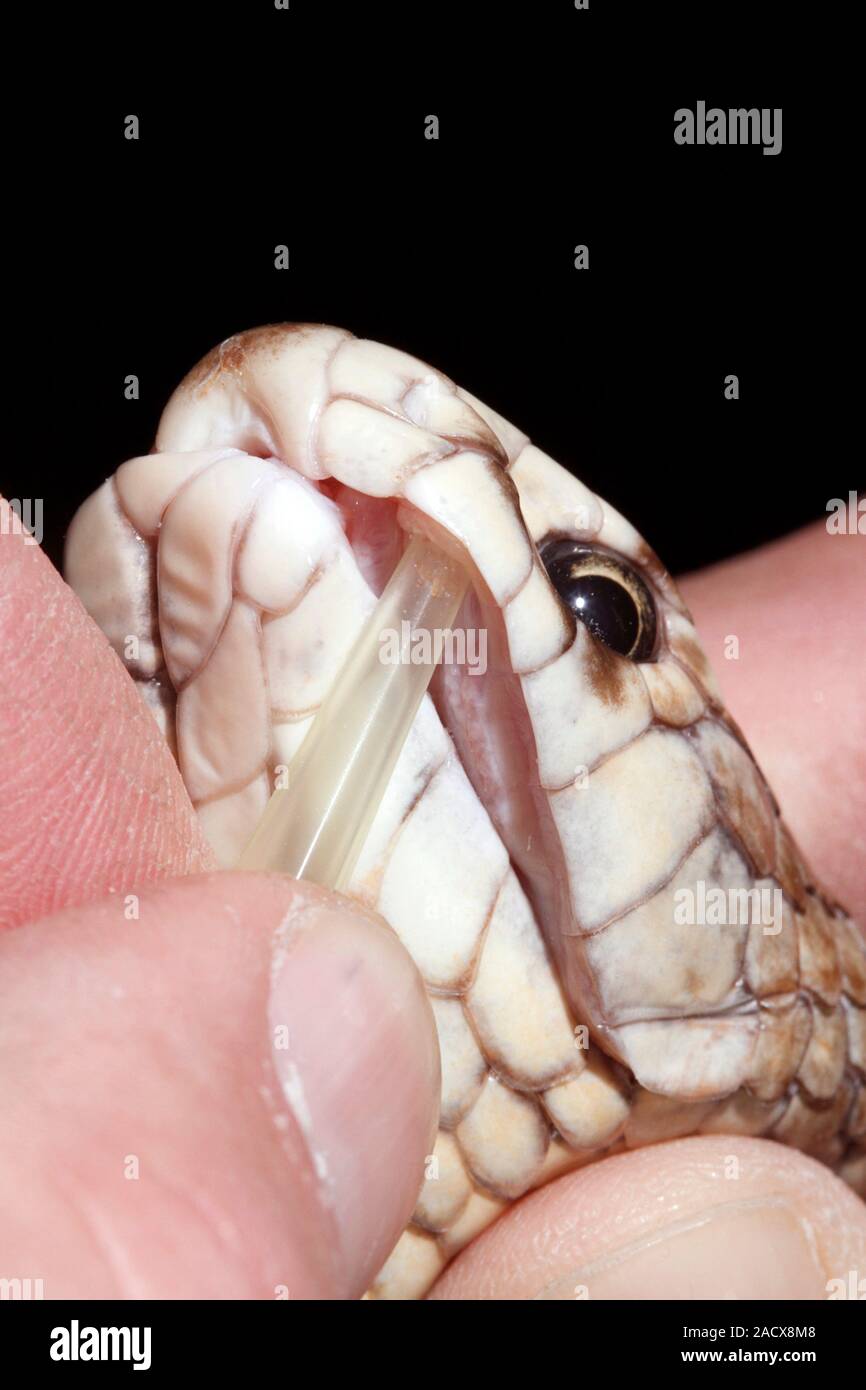 Eastern brown snake (Pseudonaja textilis) being milked for venom. This ...