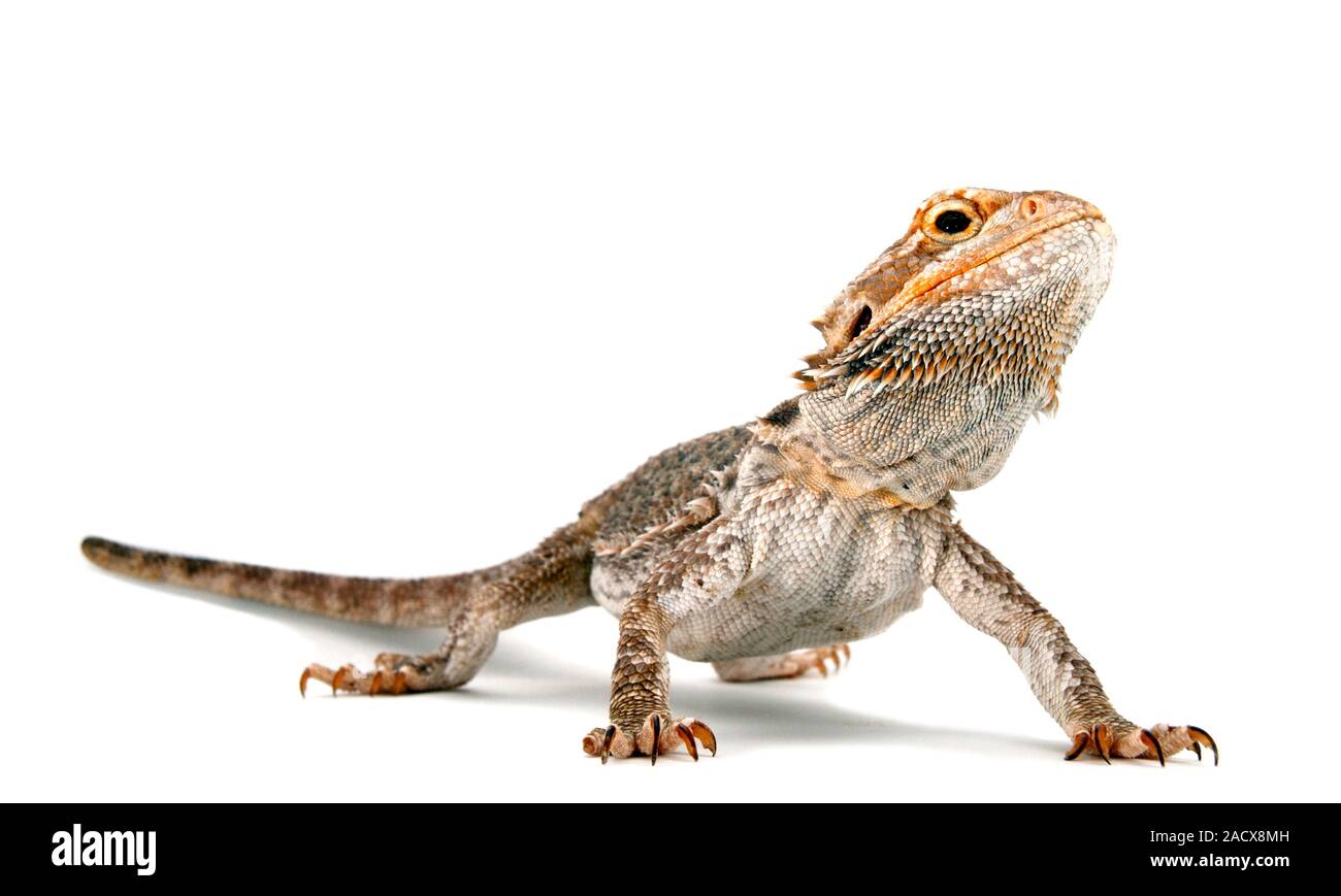 Dwarf bearded dragon (Pogona minor). This lizard is found in western ...