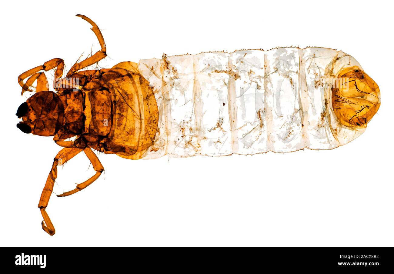 Caddisfly larva (Limnophilus sp.), light micrograph. The larvae of ...