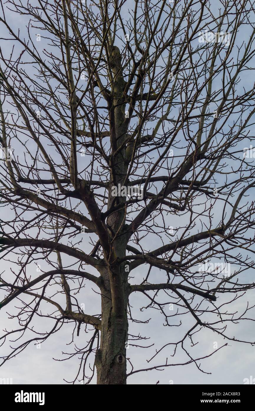Tree in winter Stock Photo - Alamy