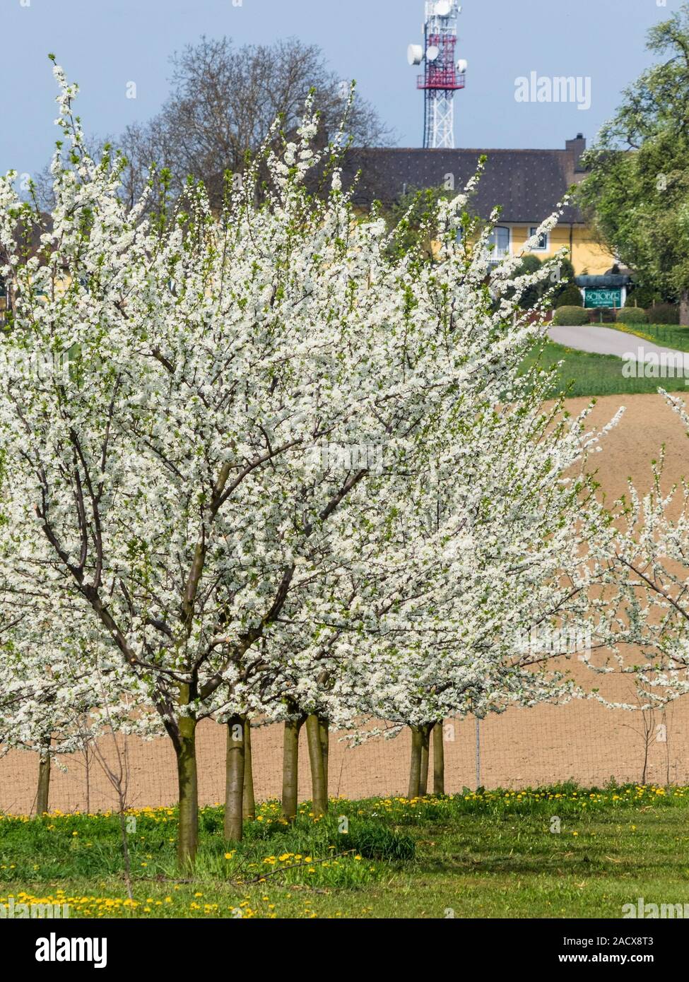 Flowering fruit trees hi-res stock photography and images - Alamy