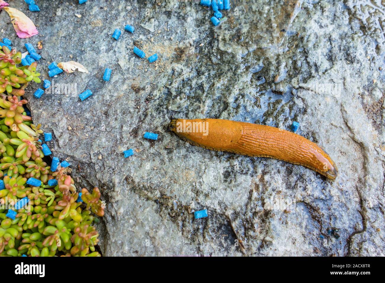 Slug pellets hi-res stock photography and images - Alamy