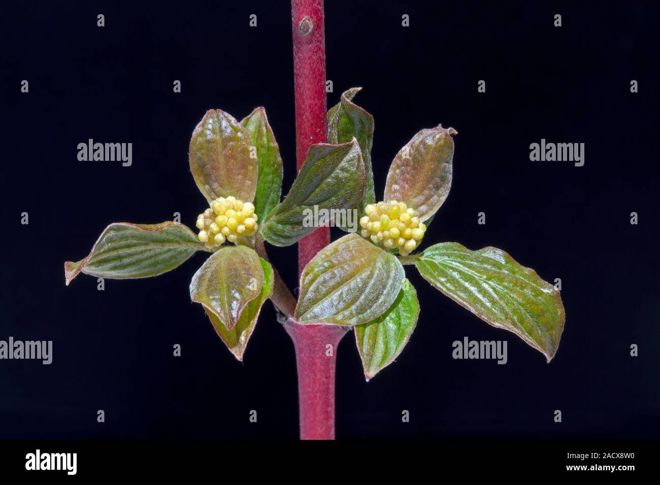 Cornus alba, popularly known as red-barked or Siberian dogwood, is a ...