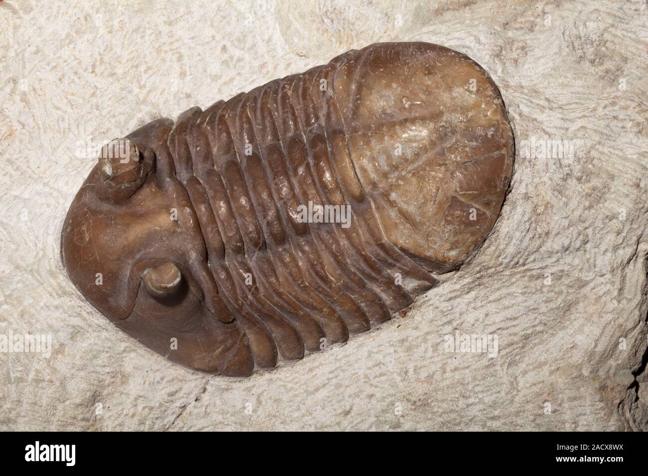 Fossil trilobites are very ancient, now extinct organisms that lived ...