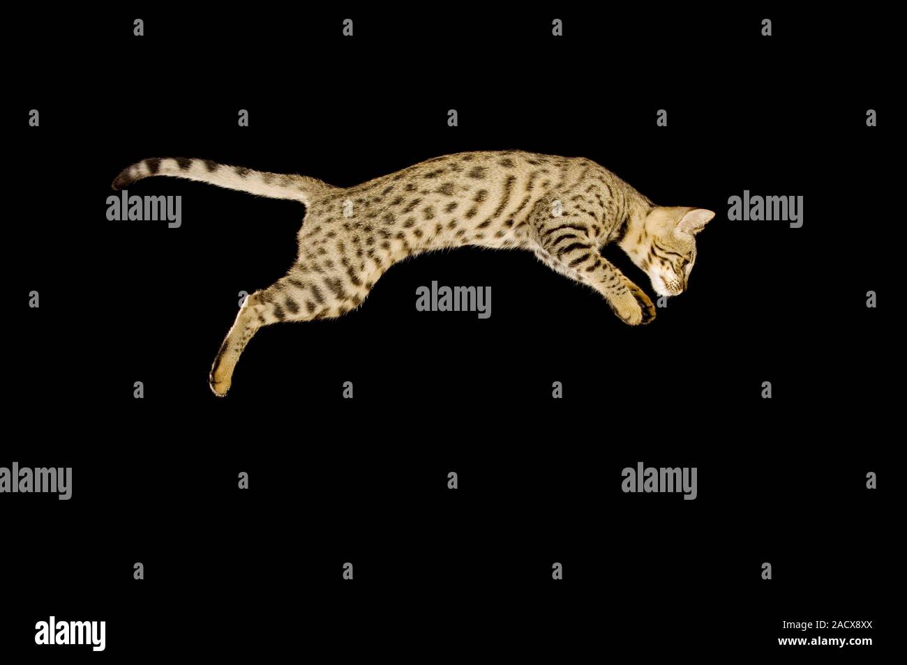 African Serval Jumping