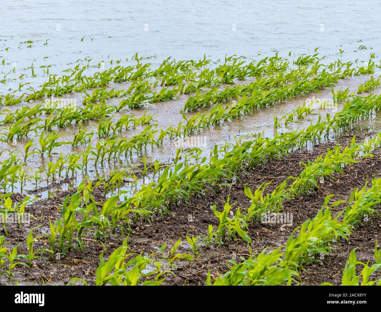 Flood 2013 hi-res stock photography and images - Alamy