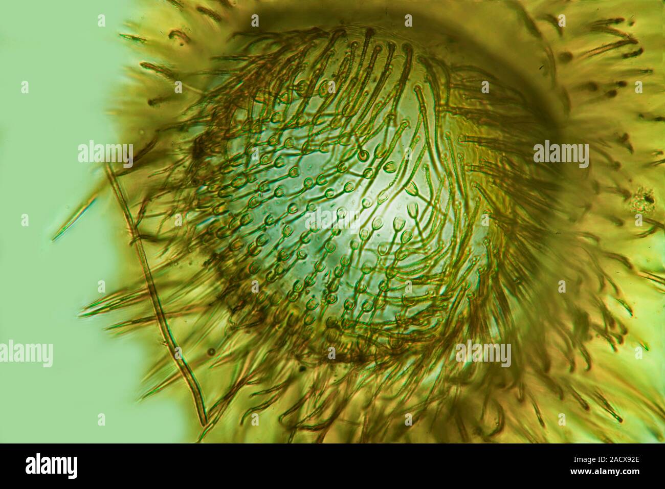Spider spinneret, light micrograph. The spinnerets are located at the ...