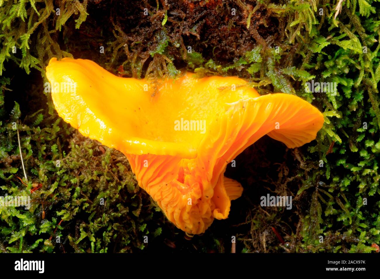 Chanterelle mushroom (cantharellus cibarius), also known as the girolle ...