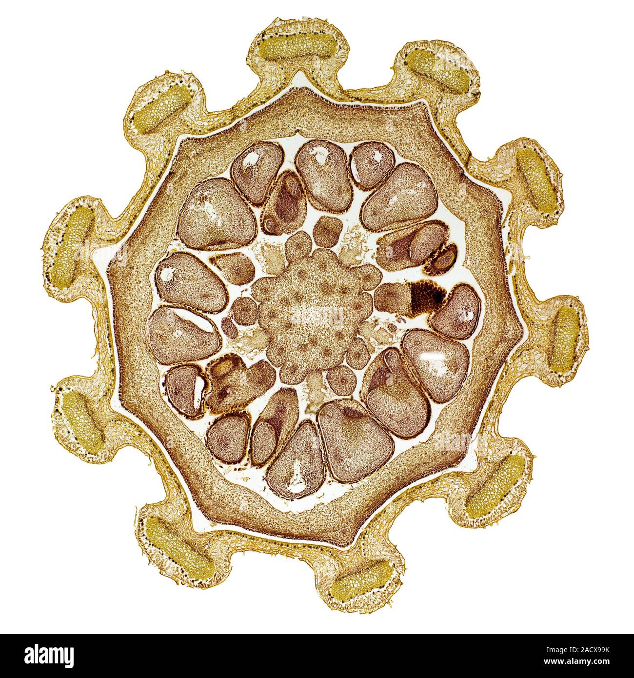 Seed capsule. Light micrograph of a transverse section through a ...