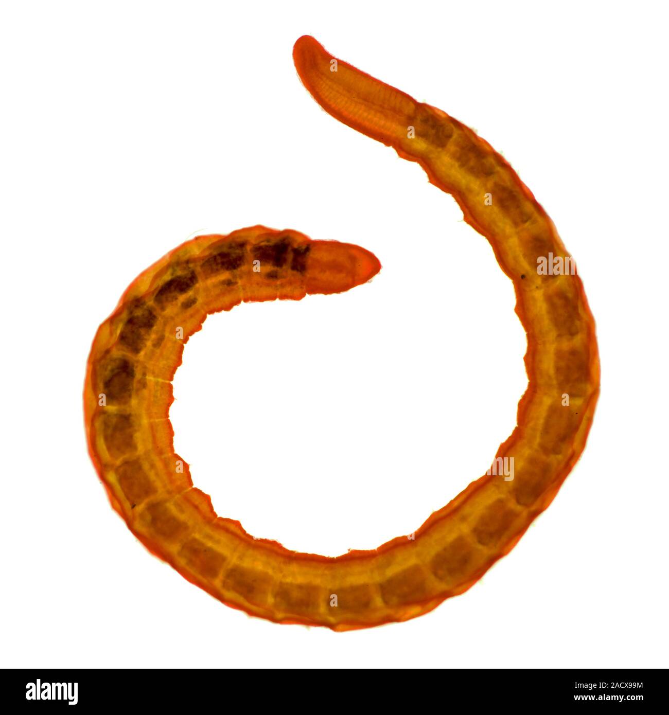 Blackworm (Lumbriculus variegatus), light micrograph. This worm lives ...