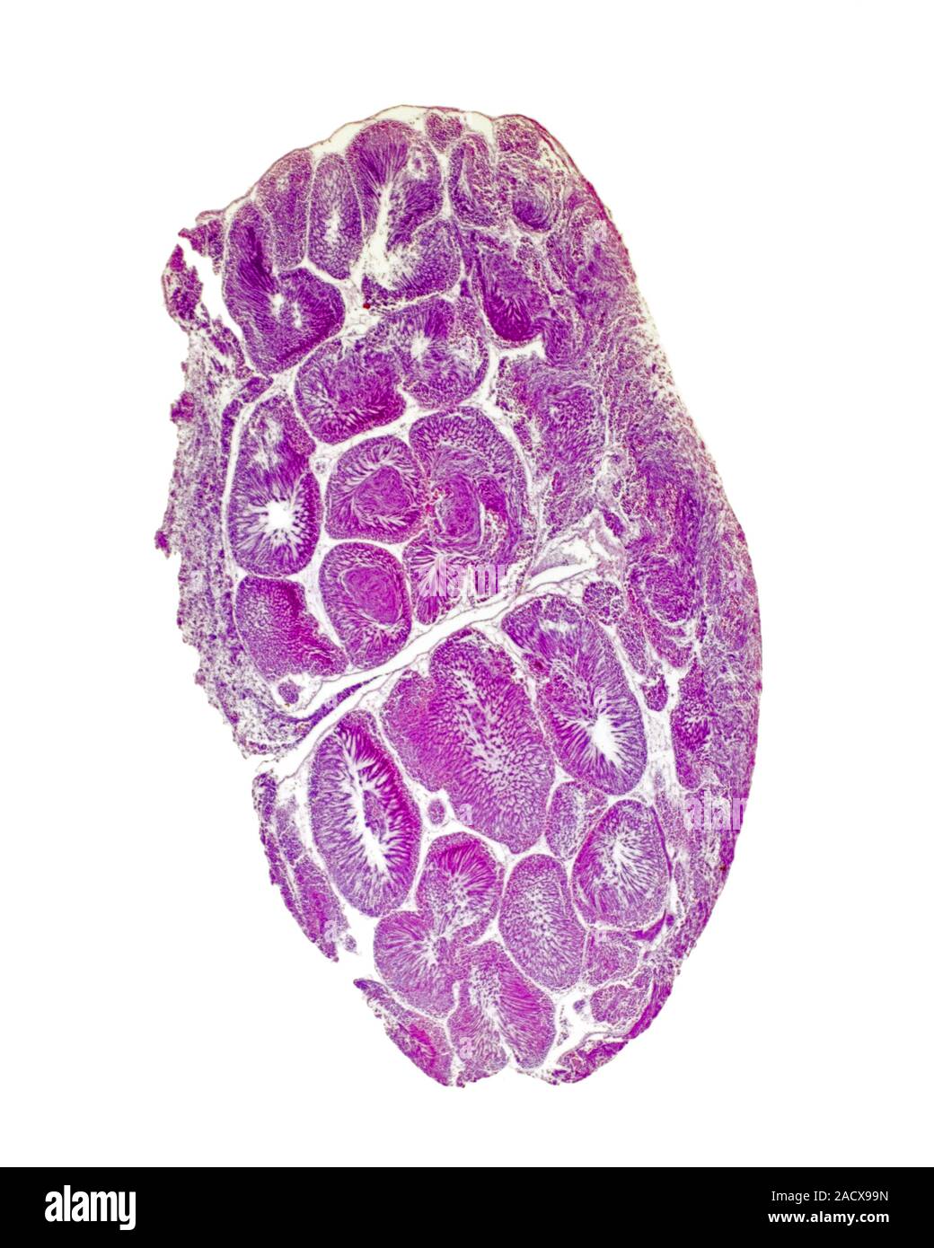 Blue mussel. Light micrograph of a transverse section through the ...