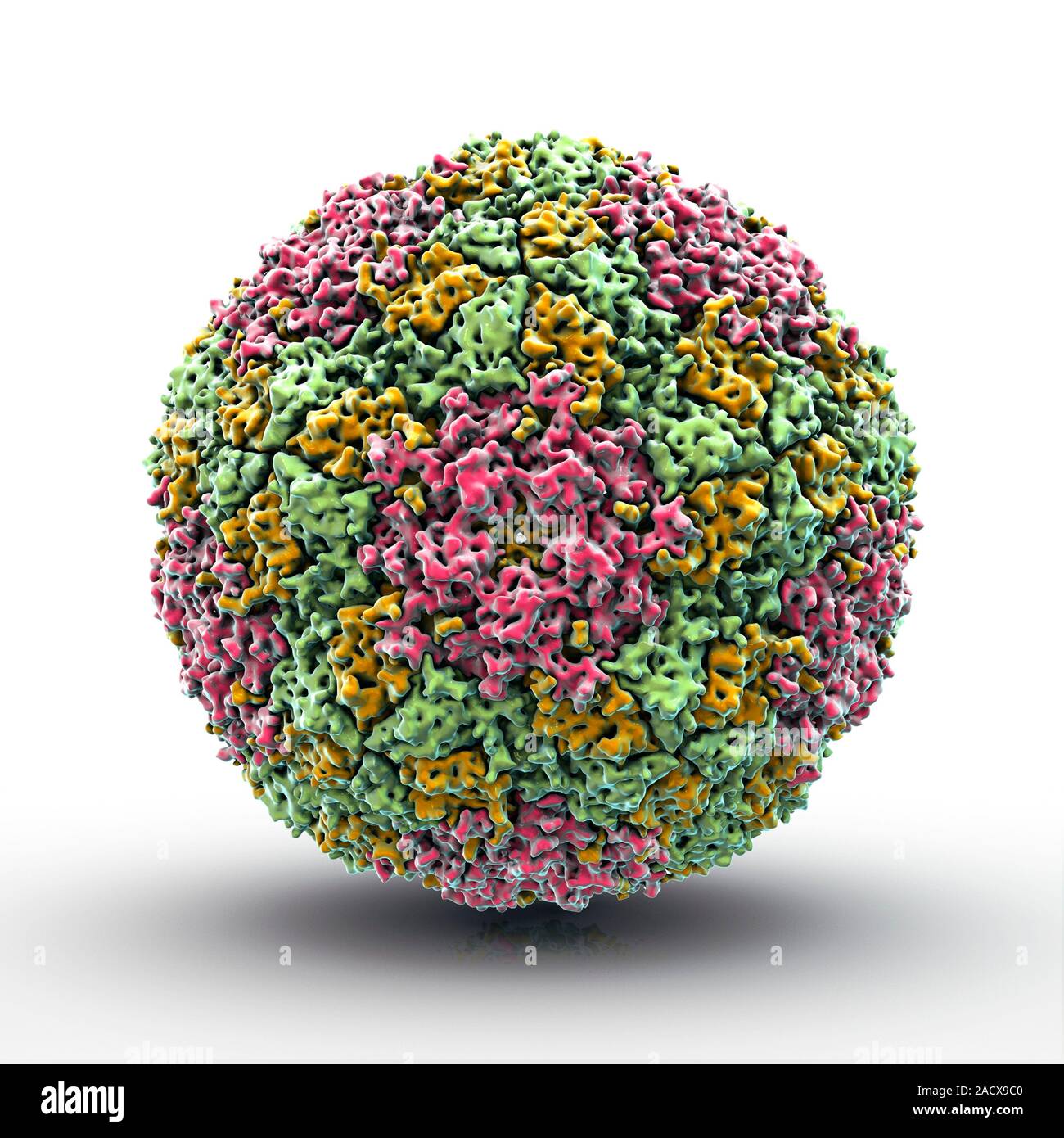 Foot and mouth disease virus (FMDV) particle, computer artwork. FMDV particles (virions) consist ...