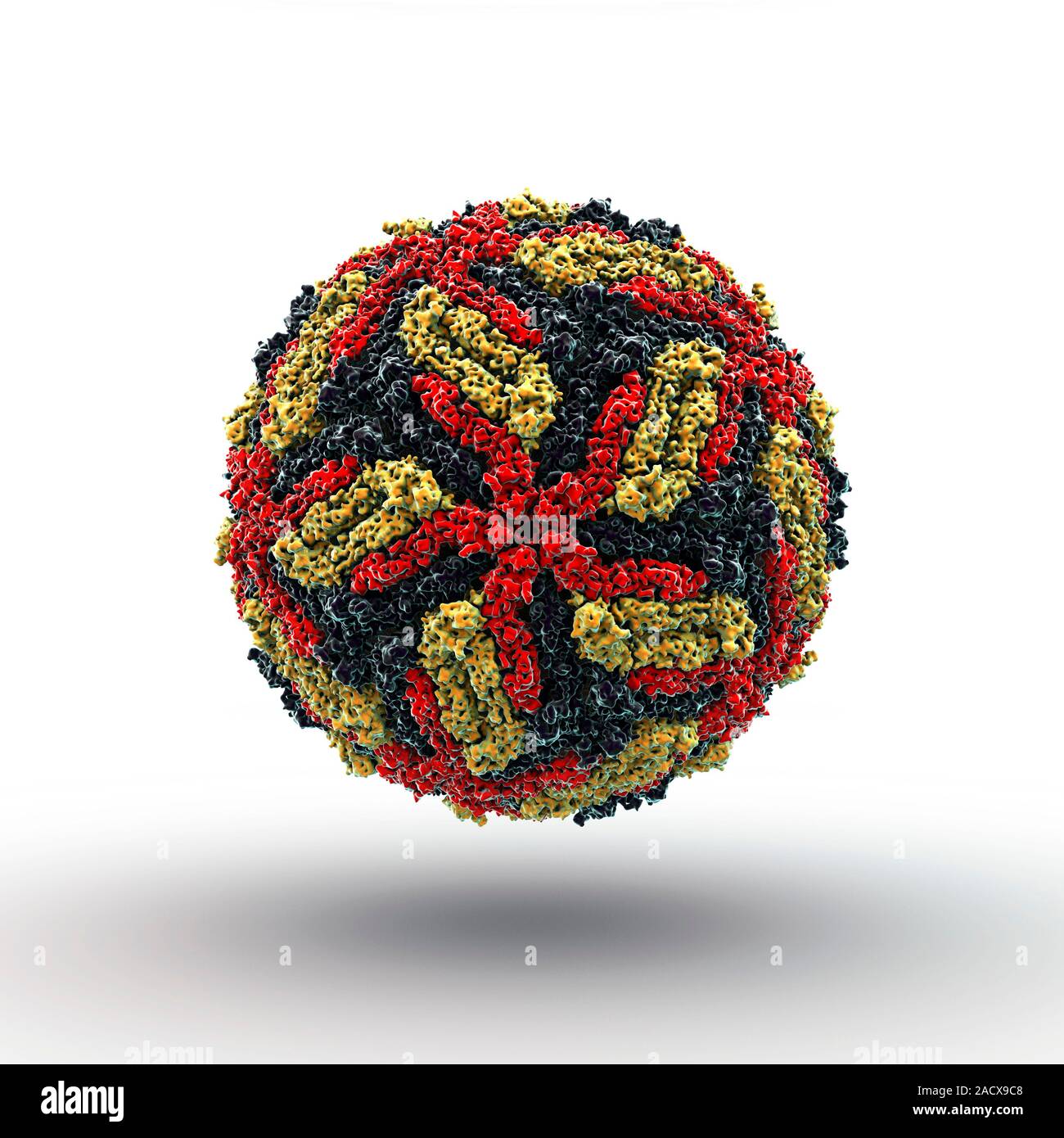 West Nile virus (WNV) particle, computer artwork. WNV particles ...