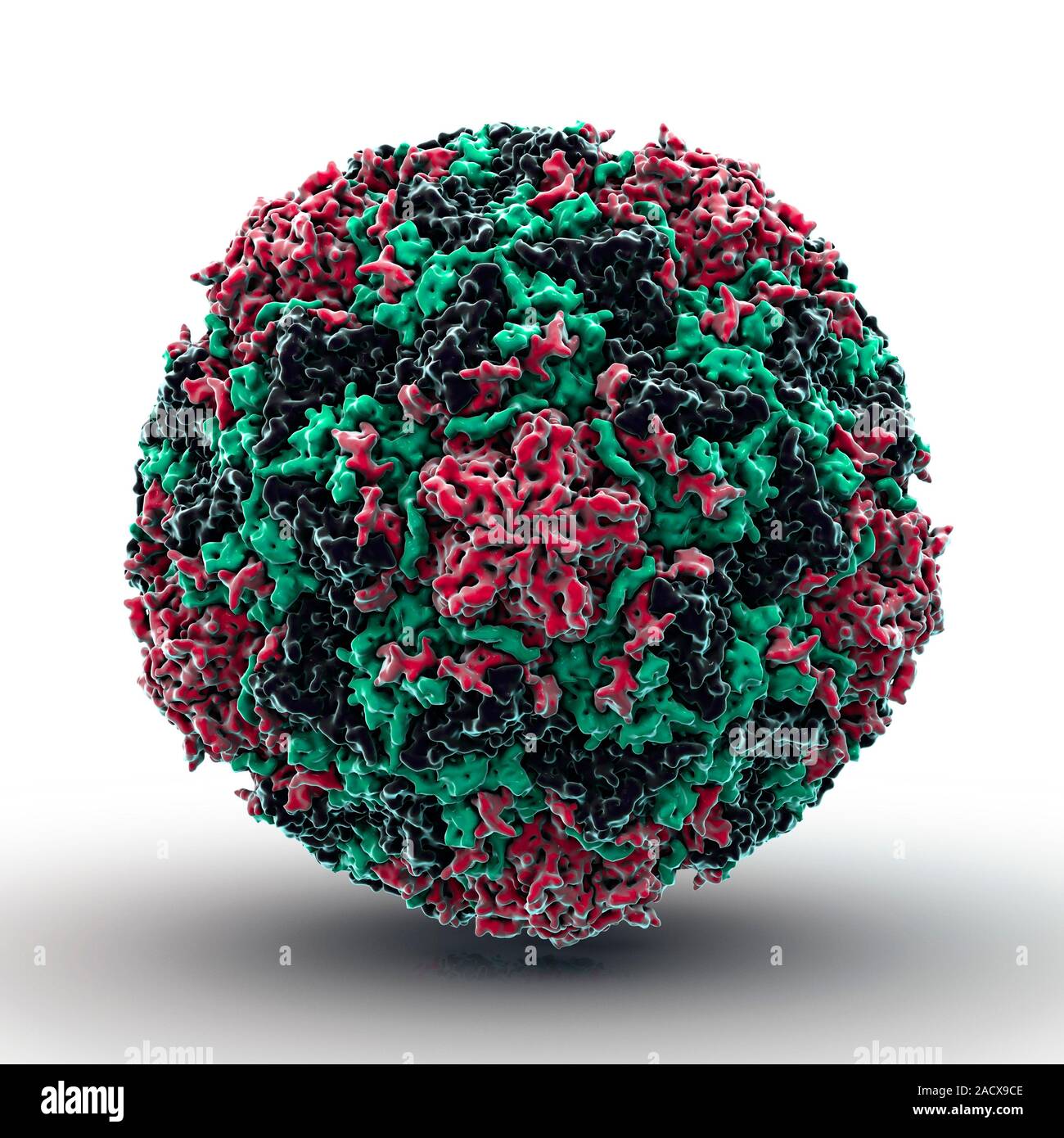 Rhinovirus, computer artwork. This virus is also known as the common cold virus. Rhinovirus ...