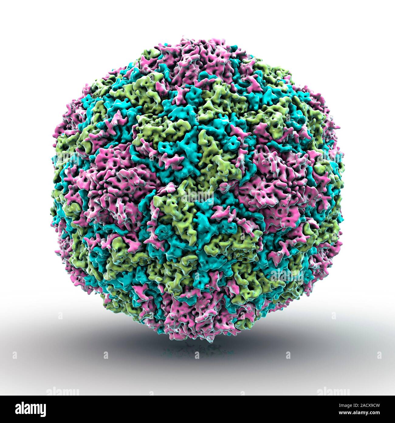 Echovirus particle, computer artwork. Echoviruses (enteric cytopathic ...