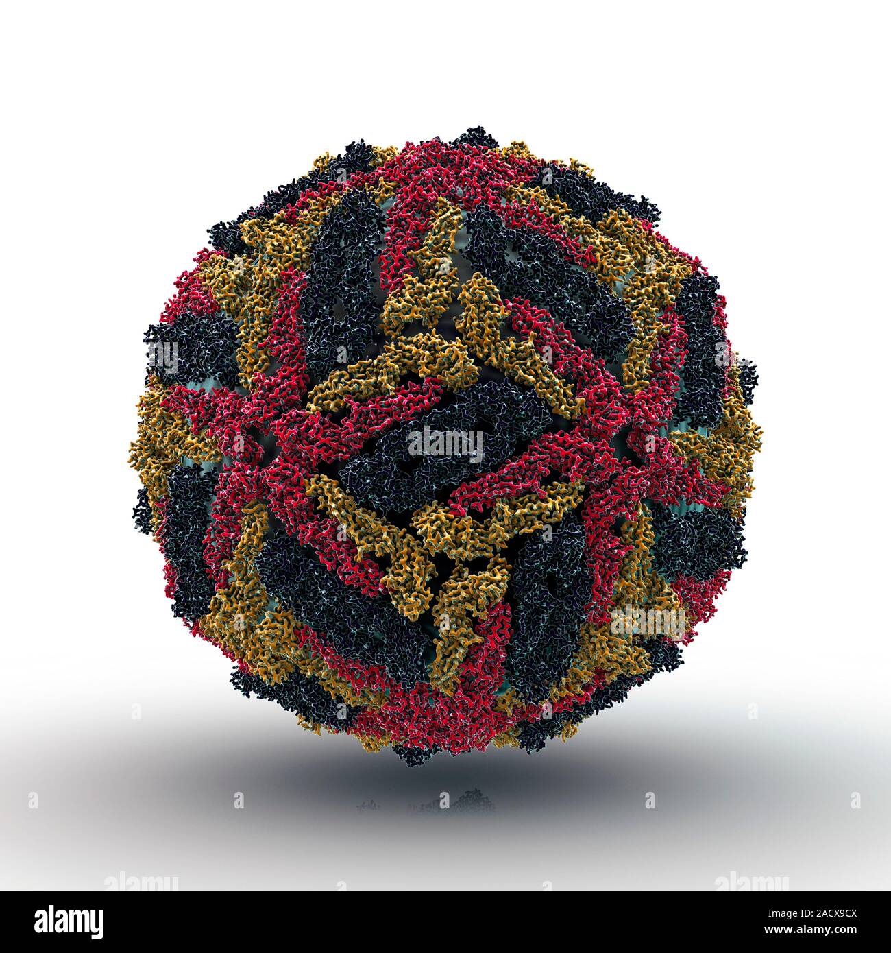 Dengue fever virus (DENV) particle, computer artwork. DENV particles ...