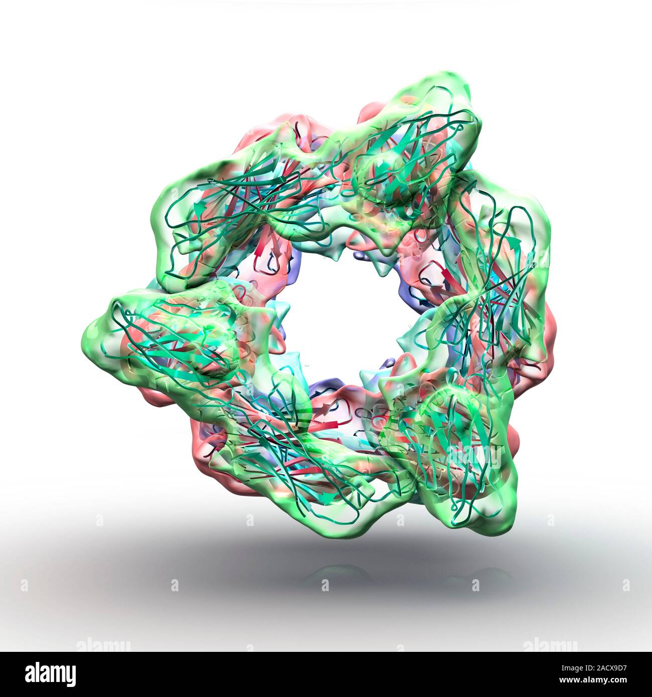 Epstein Barr virus (EBV) capsid proteins, computer artwork. EBV ...