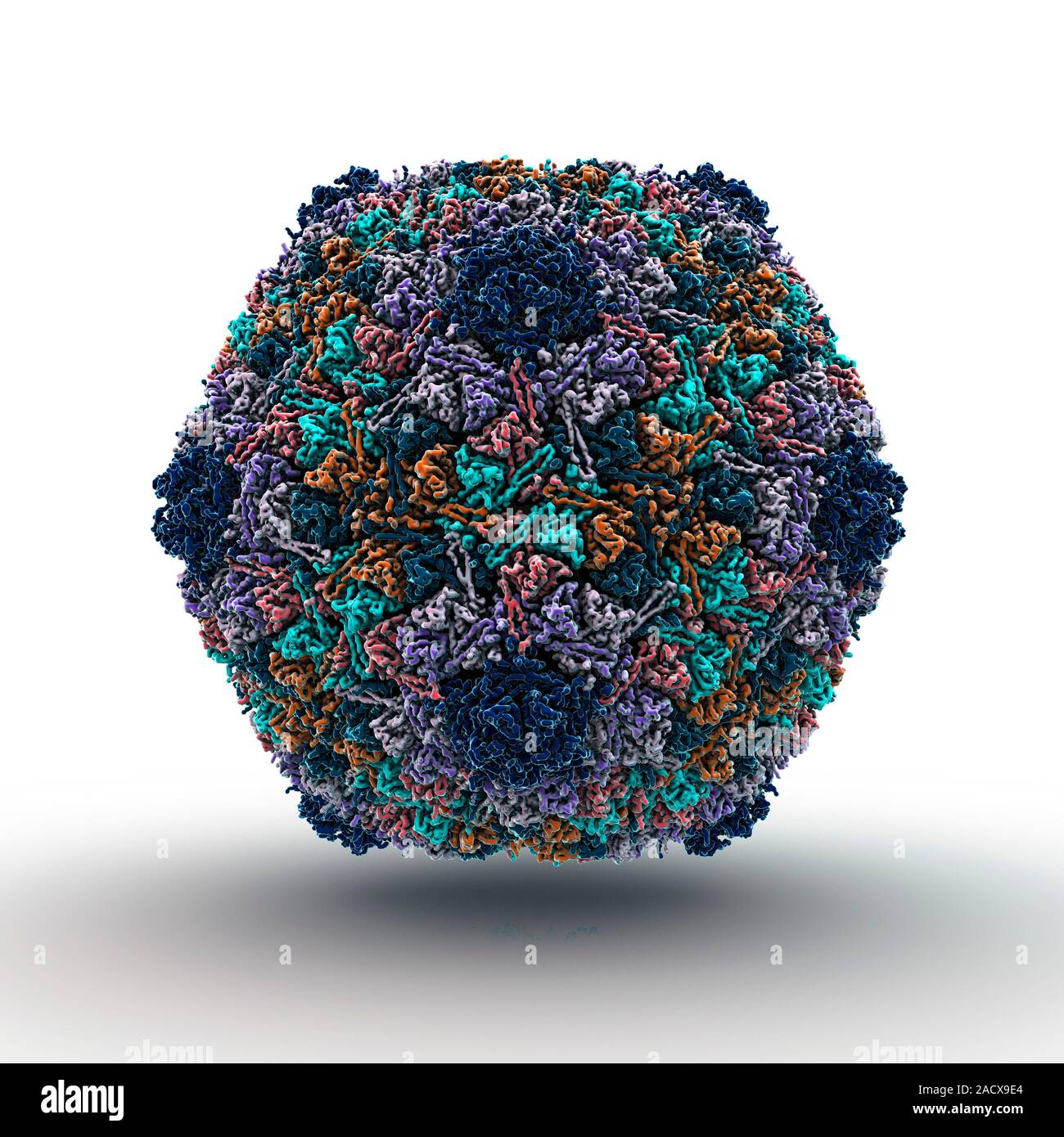 Bacteriophage particle, computer artwork. Bacteriophages are viruses that infect bacteria ...
