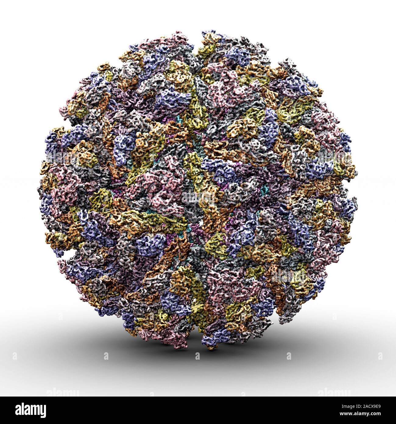 Sindbis virus (SINV) particle, computer artwork. SINV particles ...
