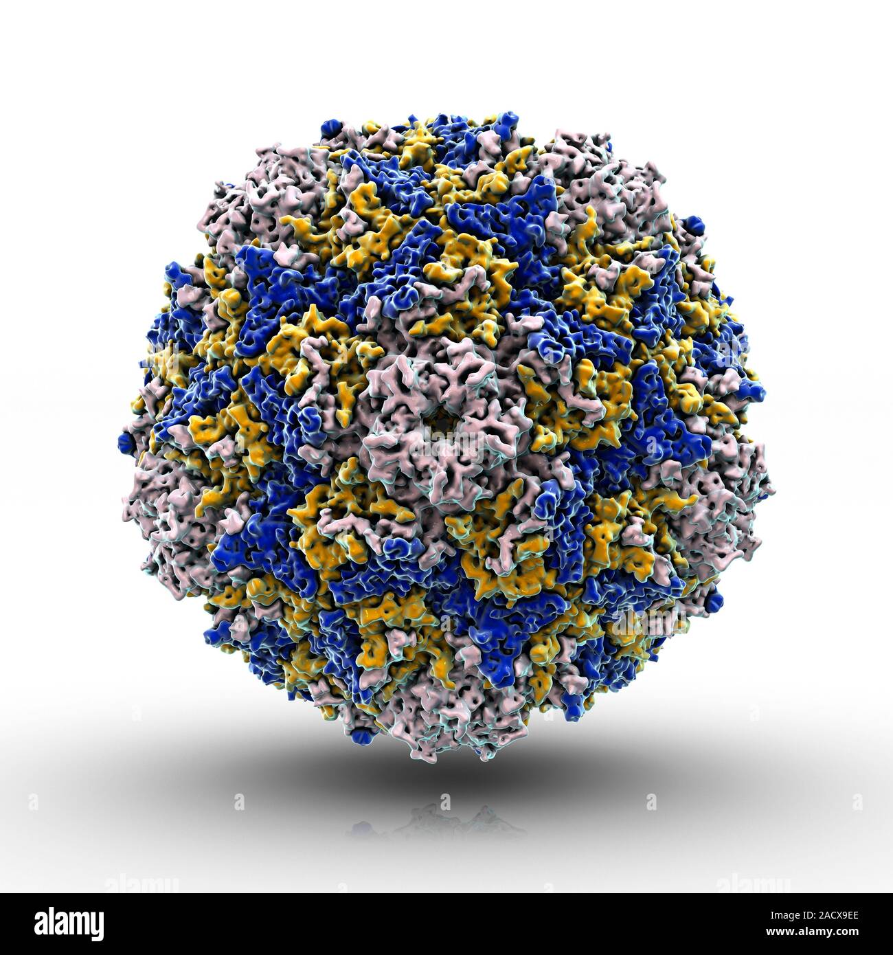Enterovirus particle, computer artwork. Enteroviruses are a family of ...