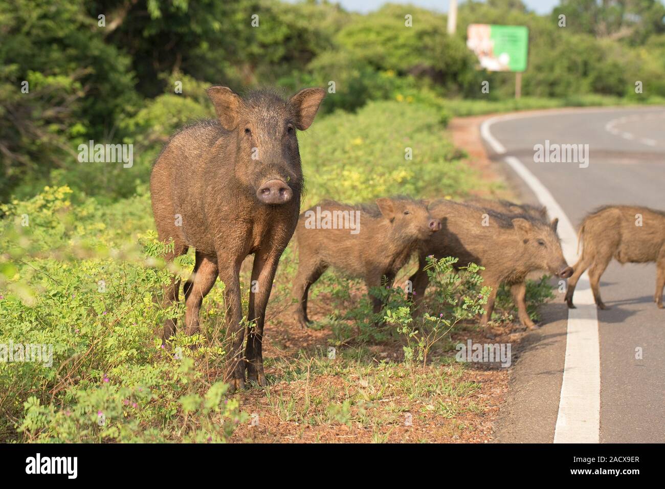 Asian wild boars hi-res stock photography and images - Alamy