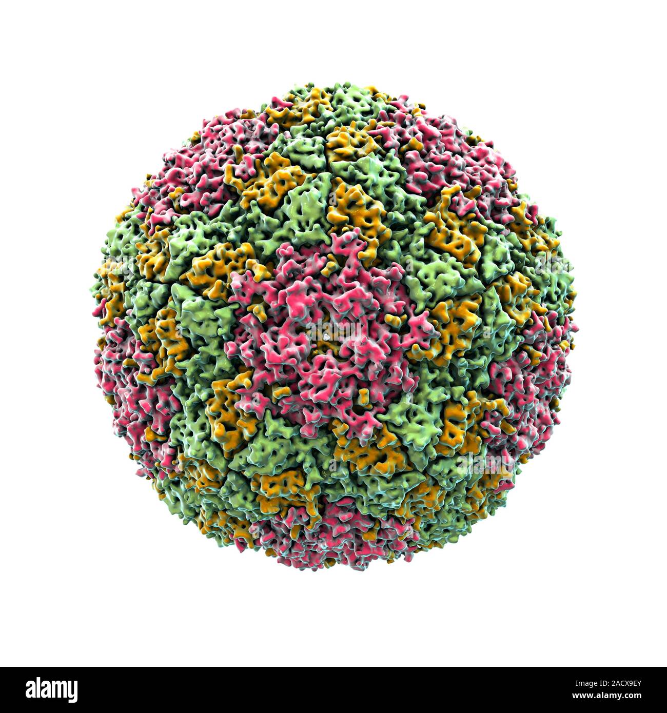 Foot and mouth disease virus (FMDV) particle, computer artwork. FMDV ...