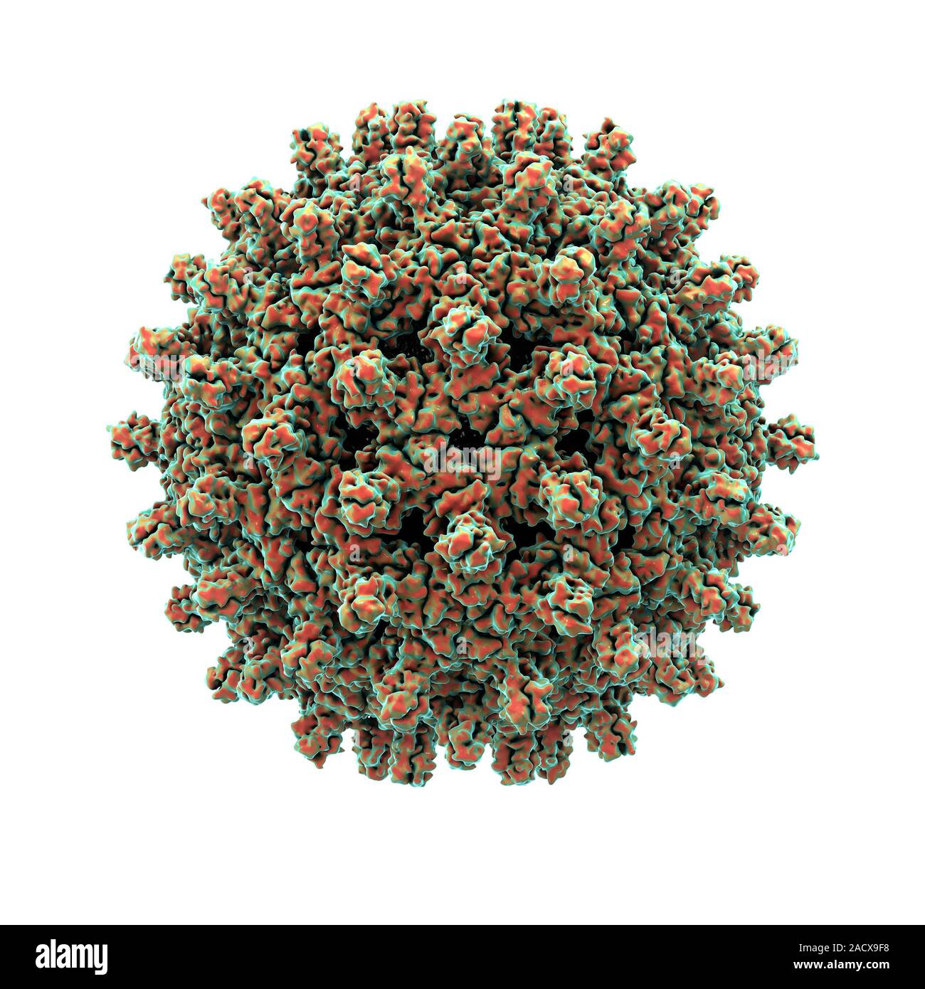 Hepatitis B virus (HBV) particle, computer artwork. HBV particles ...