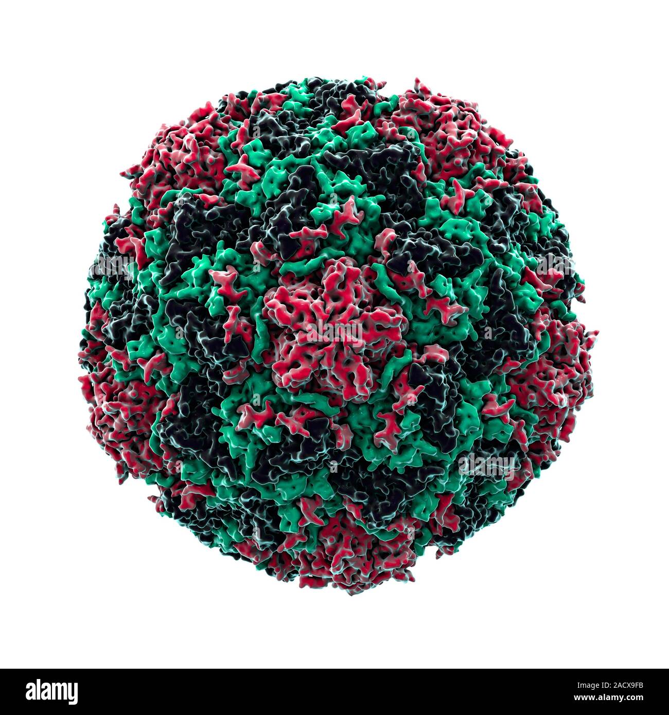 Rhinovirus, computer artwork. This virus is also known as the common ...