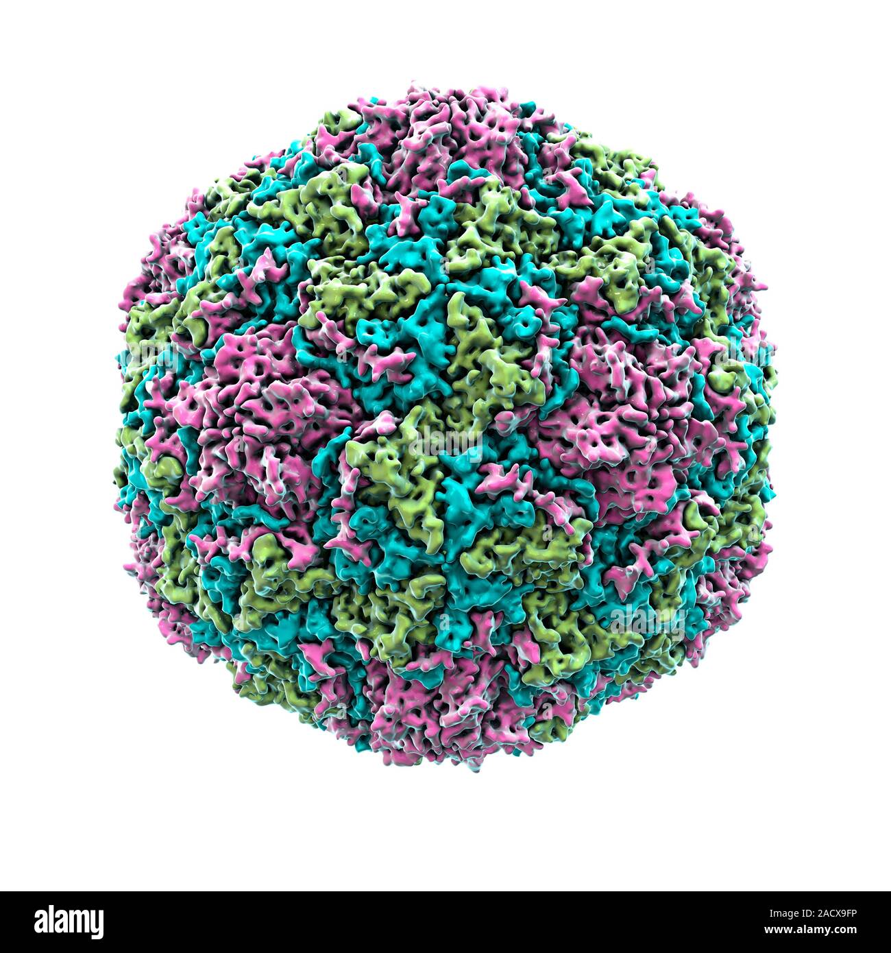 Echovirus particle, computer artwork. Echoviruses (enteric cytopathic ...