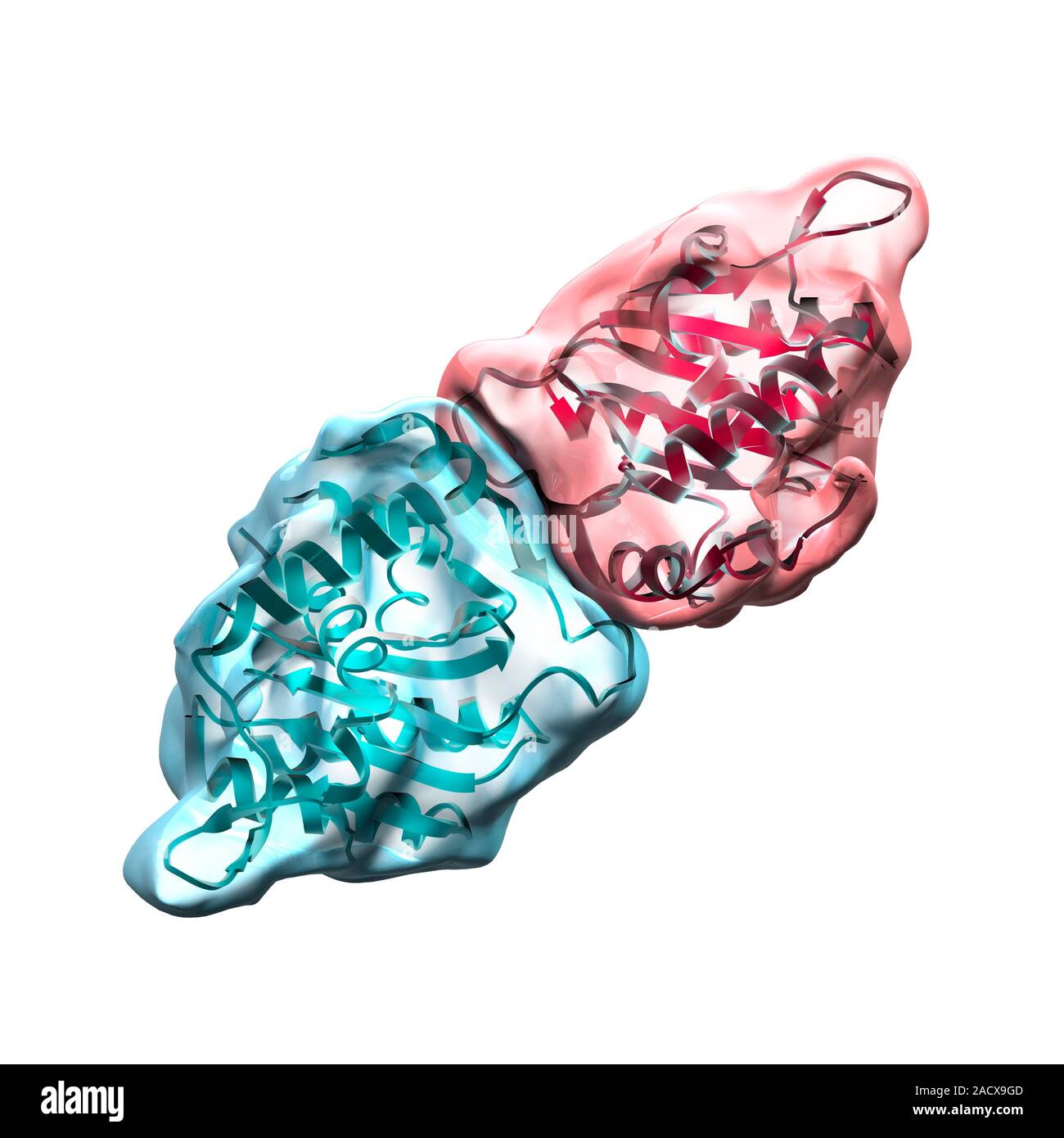 Human cytomegalovirus (HCMV) terminase protein complex, computer ...