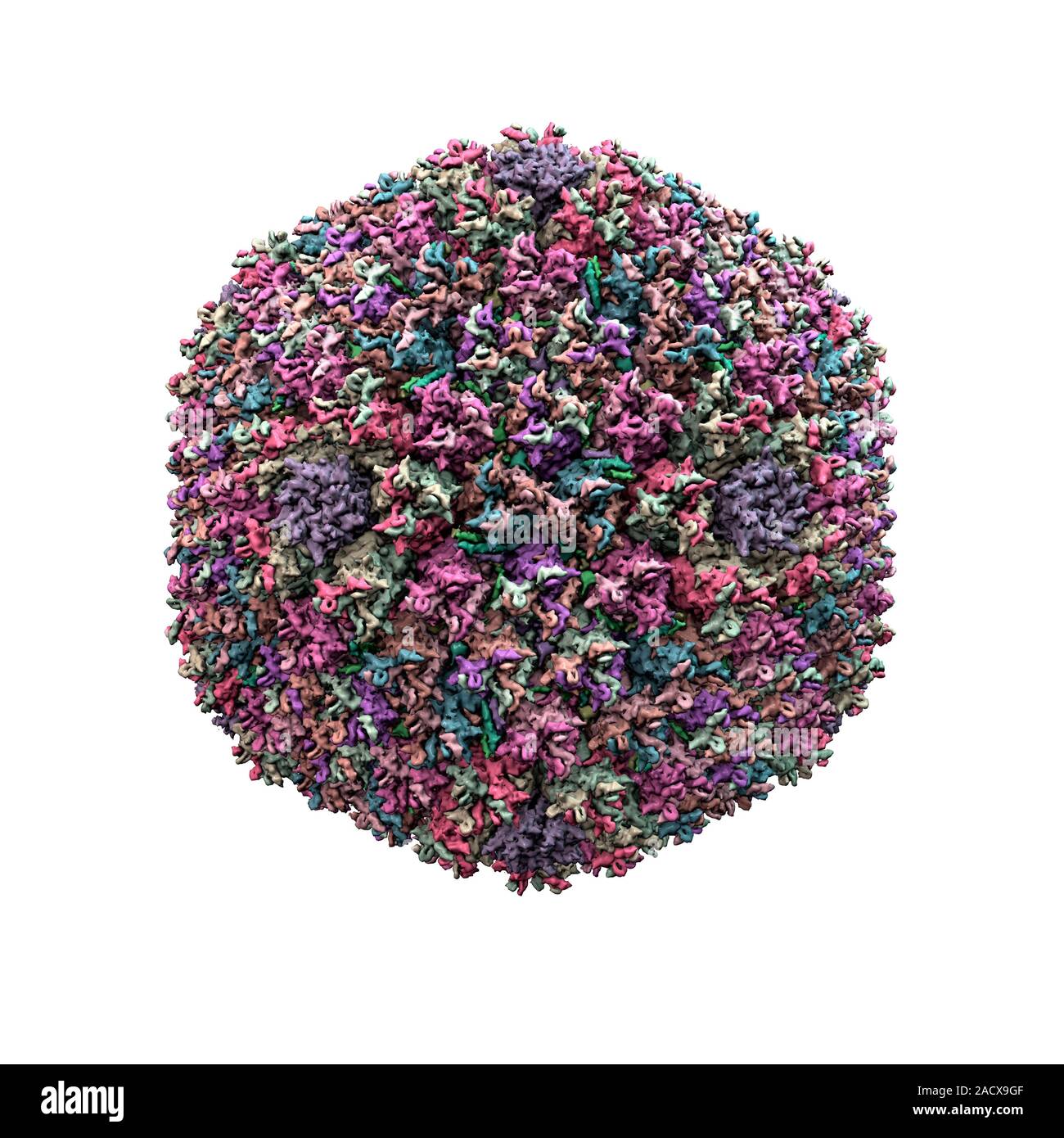 Adenovirus particle, computer artwork. Adenovirus particles (virions ...