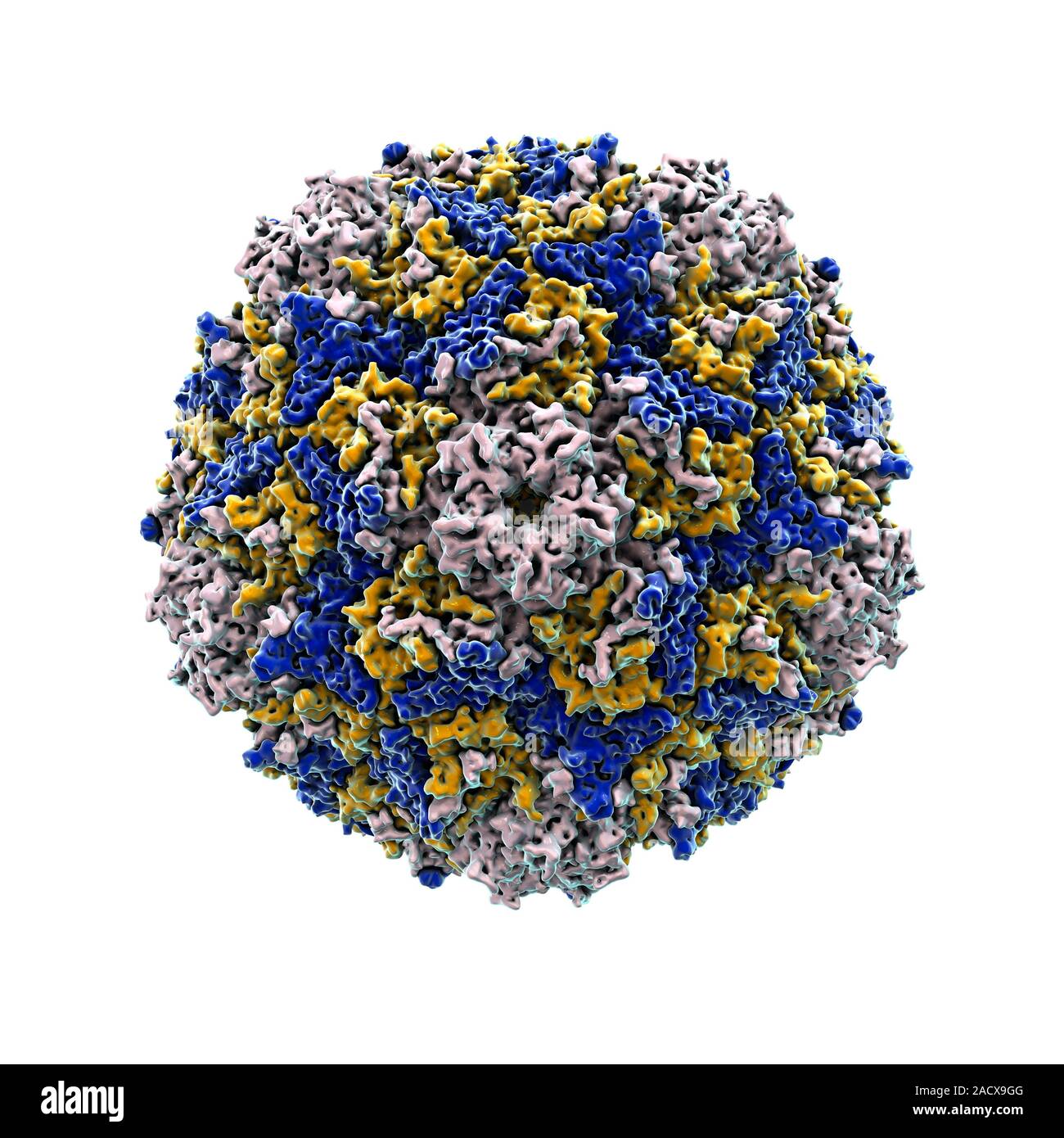 Enterovirus particle, computer artwork. Enteroviruses are a family of ...