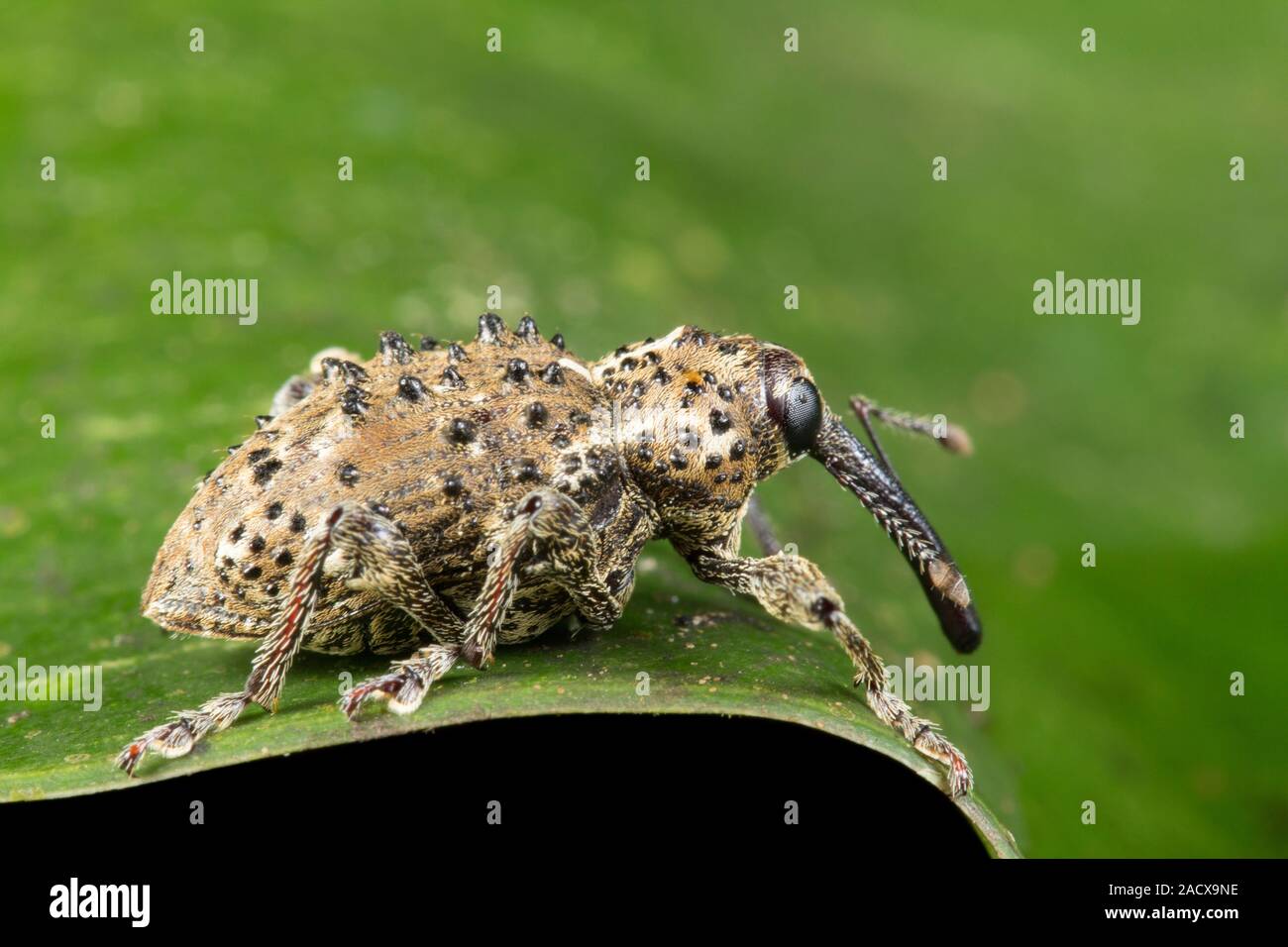 Weevil (family Curculionidae) perched on a leaf in the rainforest ...