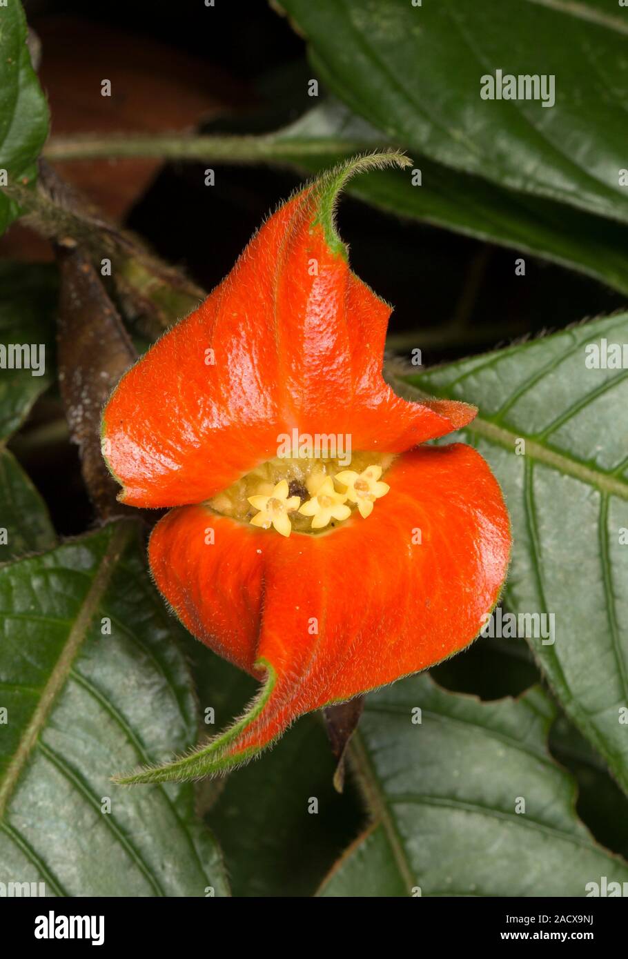 A rainforest understory plant from the Amazon Basin. Photographed in ...