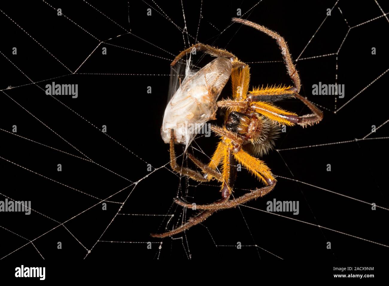 Spider wrapping its prey, a cockroach, in silk in the rainforest ...