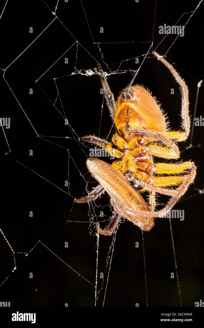 Spider feeding on a cockroach in the rainforest understory at night ...