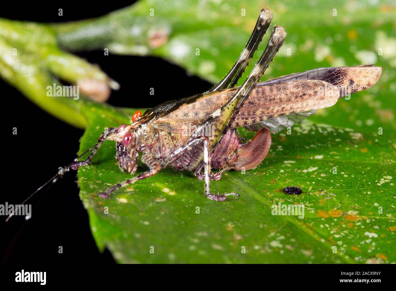 Bush cricket (family Tettigoniidae) on a leaf in the rainforest ...