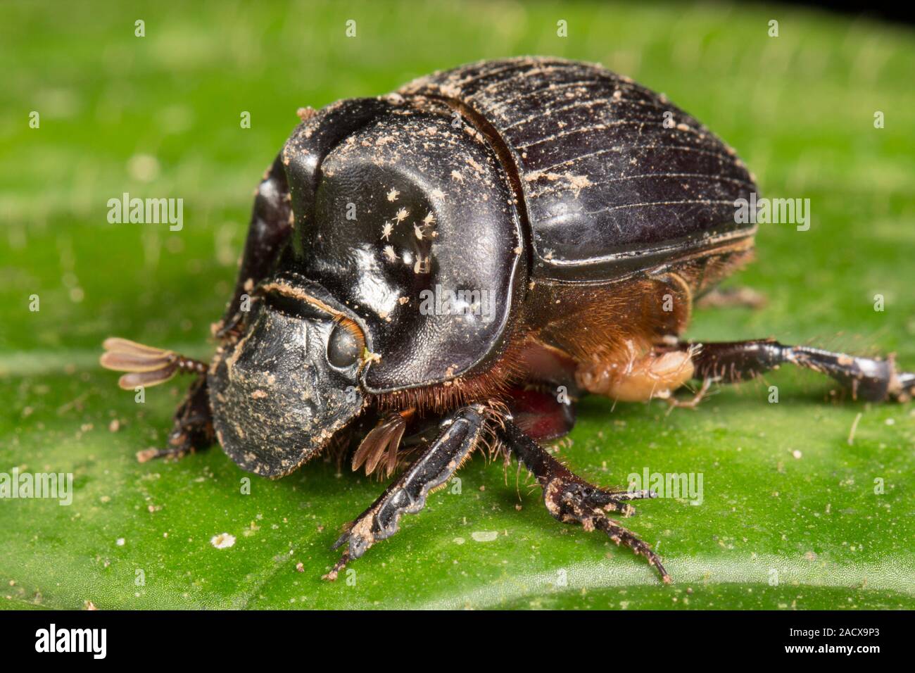 Tropical scarab beetle (family Scarabaeidae) on a leaf. This beetle is ...