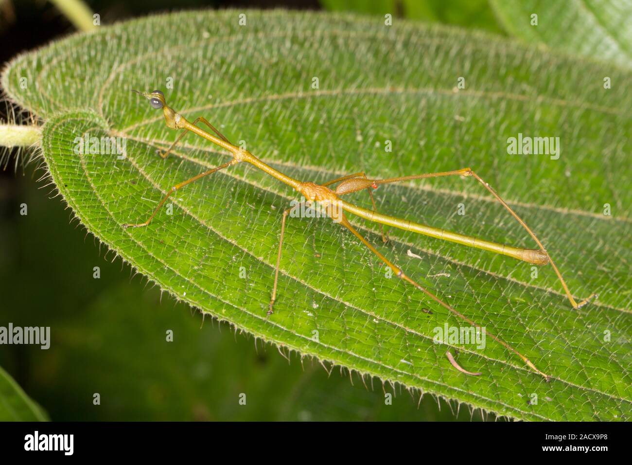 Stick grasshopper (family Proscopiidae) on a leaf in the rainforest ...