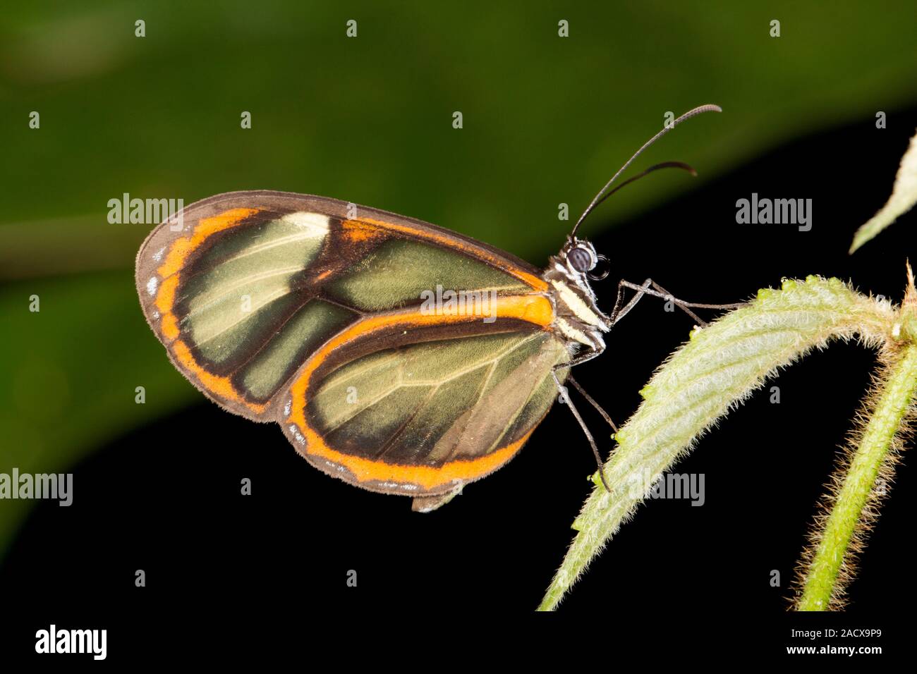 A butterfly of the family Ithomiidae, with transparent wings perched in ...