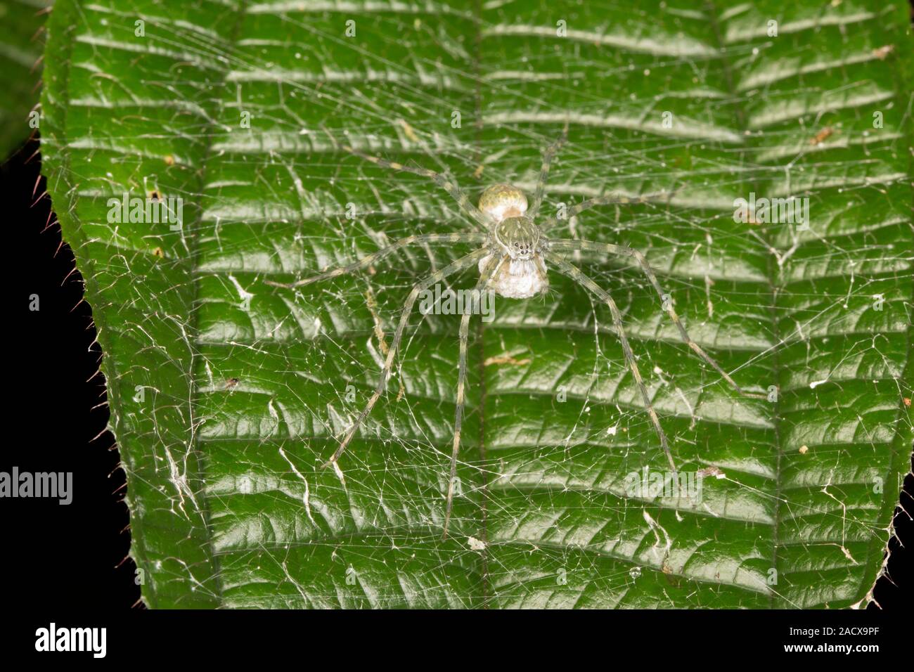 Spider in a web constructed on the top surface of a leaf in the ...